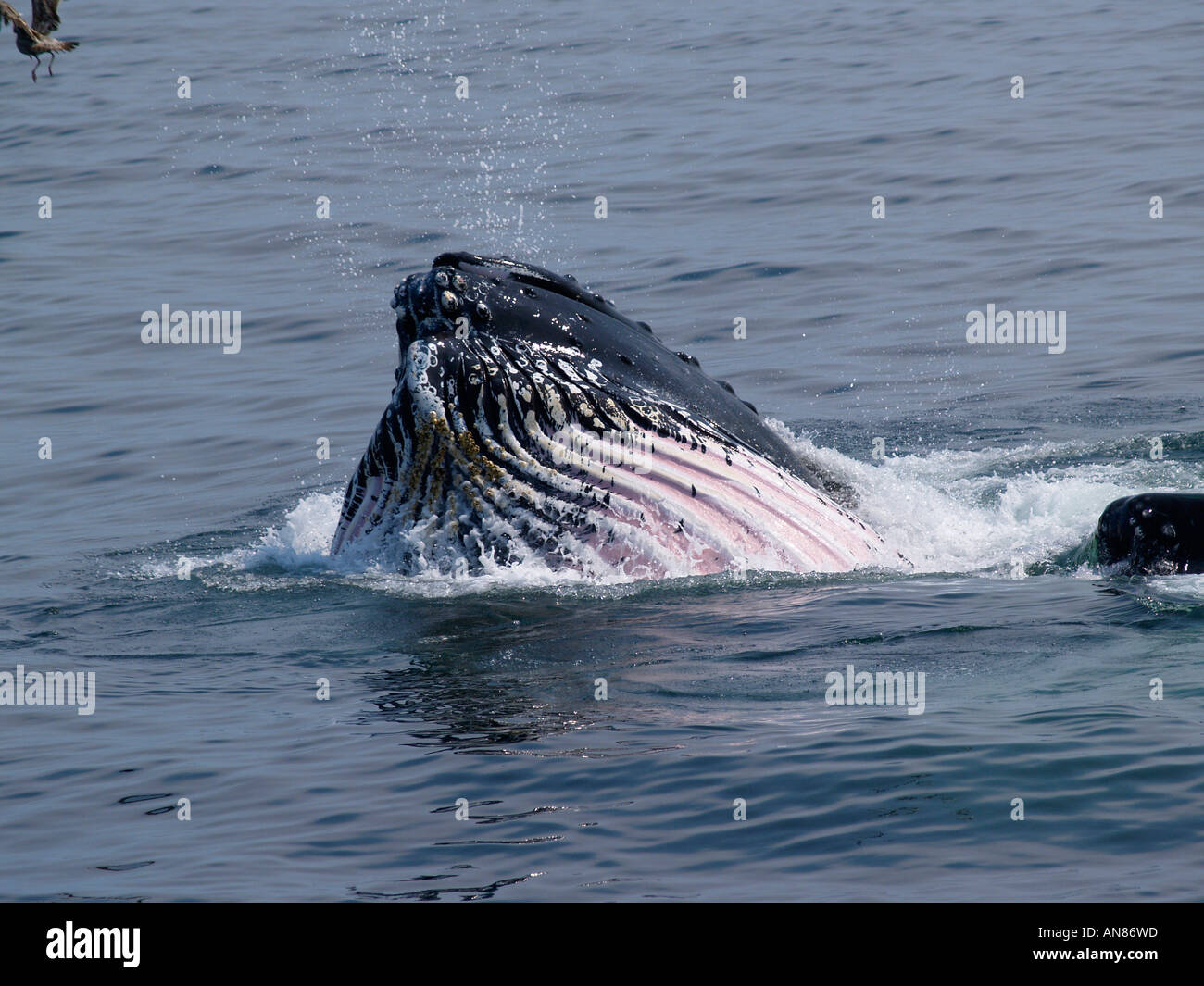 Humpback whale bubble net feeding showing throat groves or pleats as ...