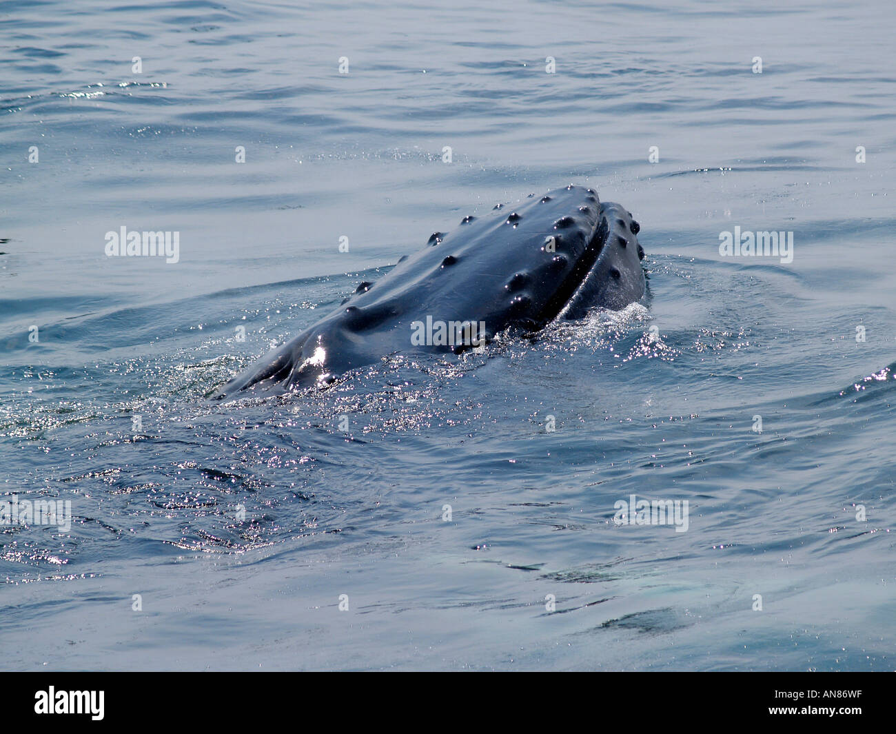 A Humpback whale breaking the surface showing tubercles, rostrum and ...