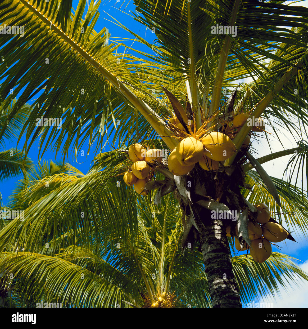 Coconut tree blow by the wind hi-res stock photography and images - Alamy