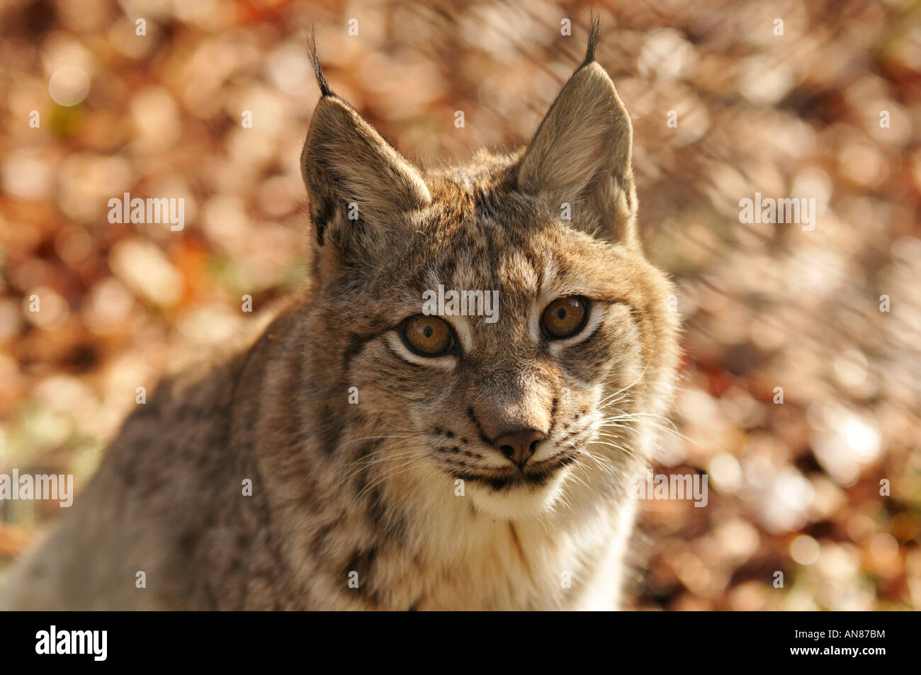 A young Lynx (Felis lynx Stock Photo - Alamy