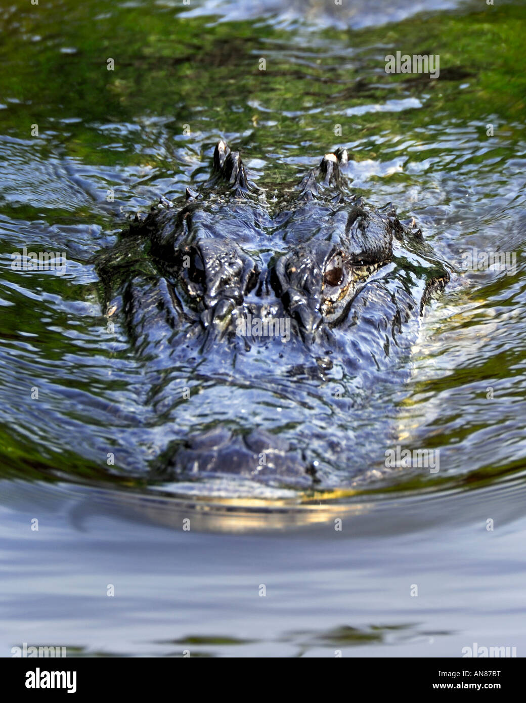 An Alligator in the water approaching possible prey near Evergaldes ...