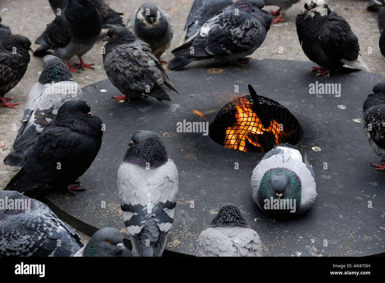 Illinois chicago not feed pigeons hi-res stock photography and images ...