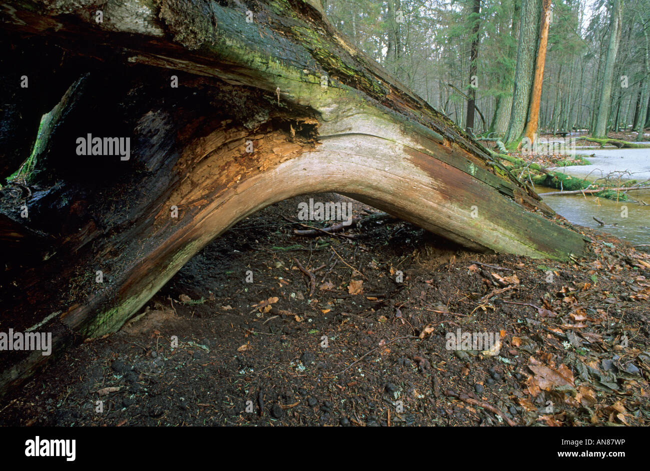 Sleeping place of wild boar Poland Stock Photo - Alamy