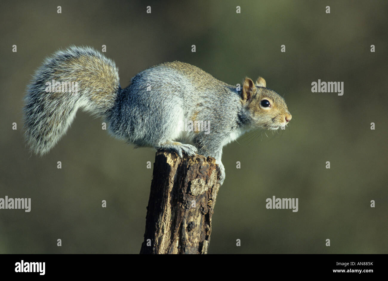 Grey squirrel Kent England Stock Photo - Alamy