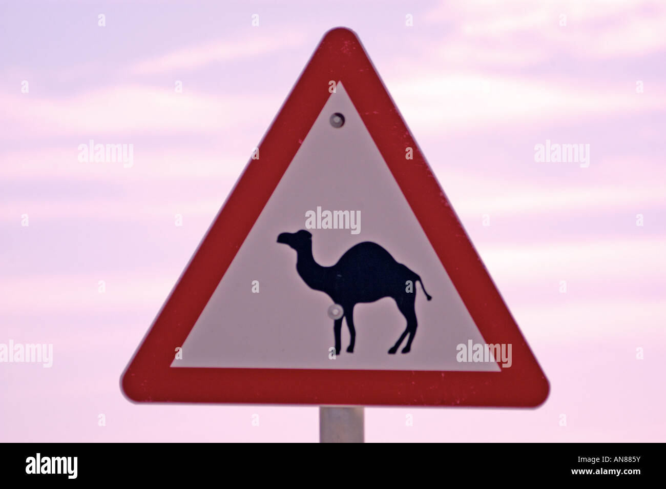 Camels In Desert Qatar Middle High Resolution Stock Photography and ...