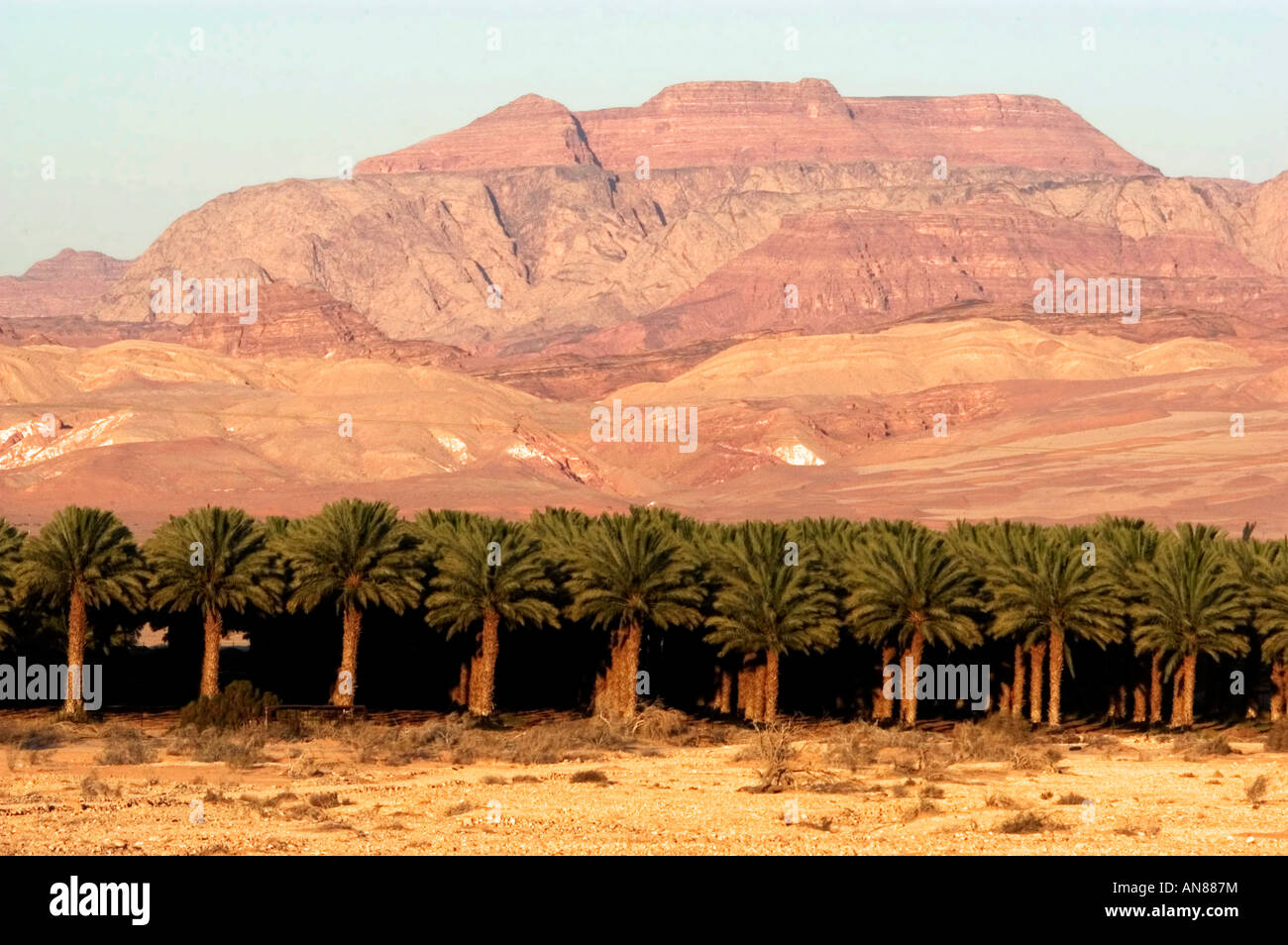 Israel Desert Tree High Resolution Stock Photography and Images - Alamy