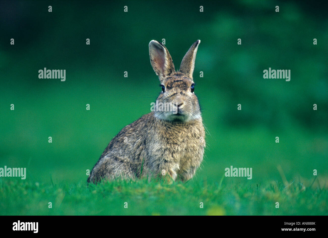 European rabbit Kent England Stock Photo - Alamy