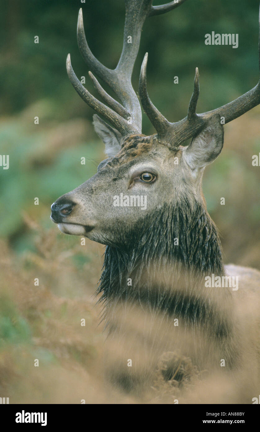 Red deer stag England Stock Photo - Alamy