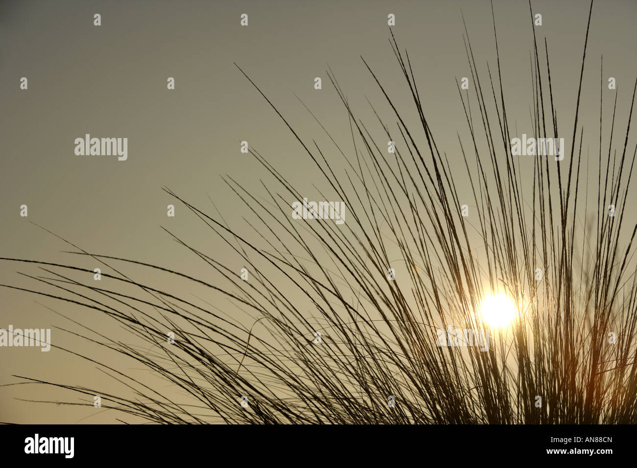 Sunrise in Tall Grass at the Beach Stock Photo - Alamy