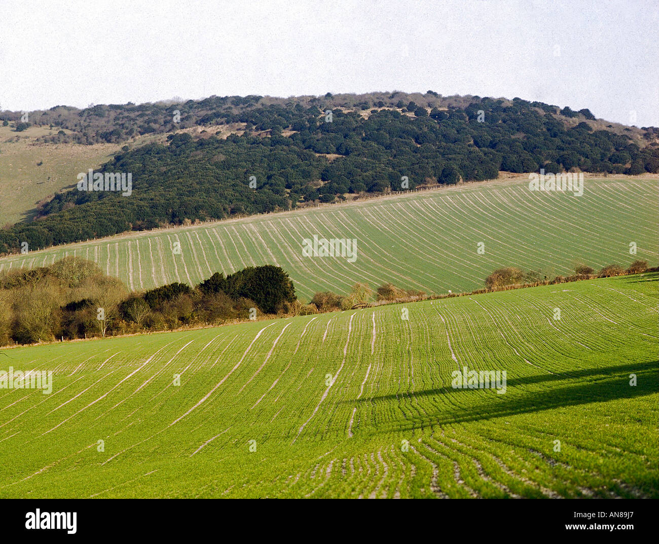 Kingley vale national nature reserve hi-res stock photography and ...
