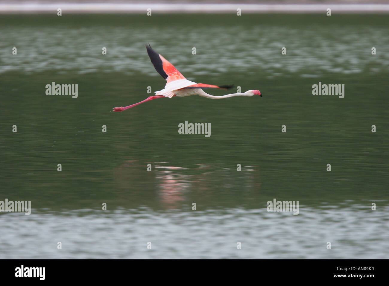flamingo flying over lake Stock Photo - Alamy
