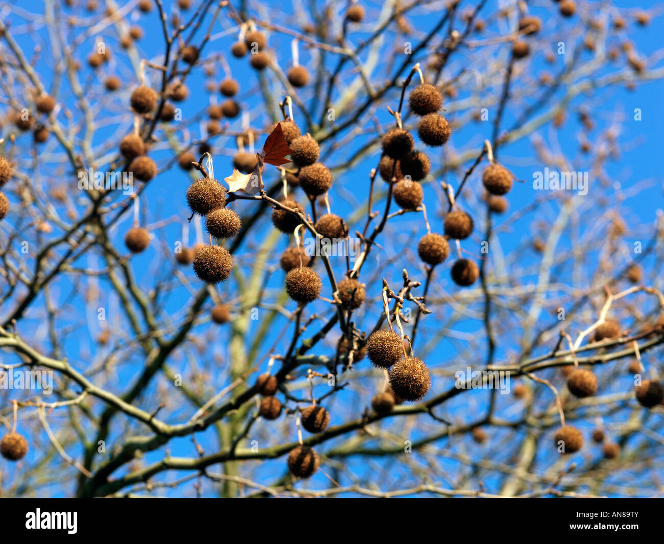 Plane Tree in Winter Stock Photo - Alamy