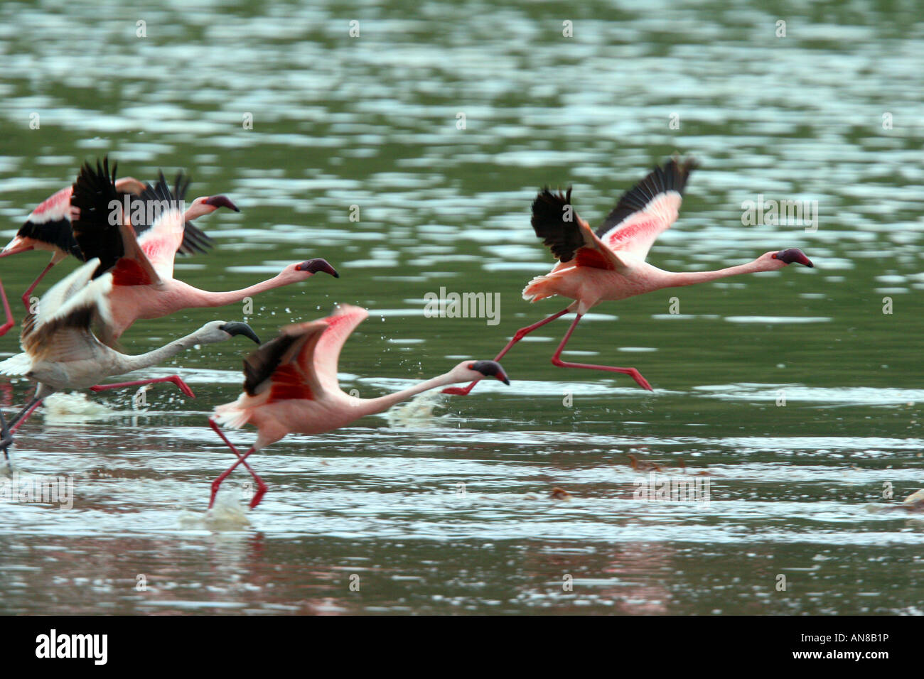 flamingos taking off Stock Photo - Alamy
