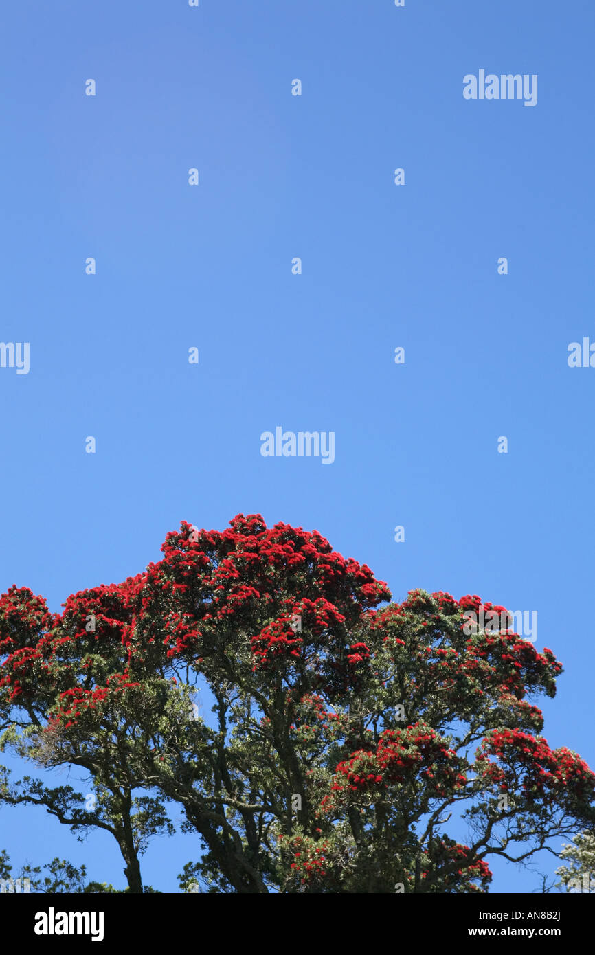Pohutukawa tree, Cornwall Park, Auckland, New Zealand Stock Photo - Alamy