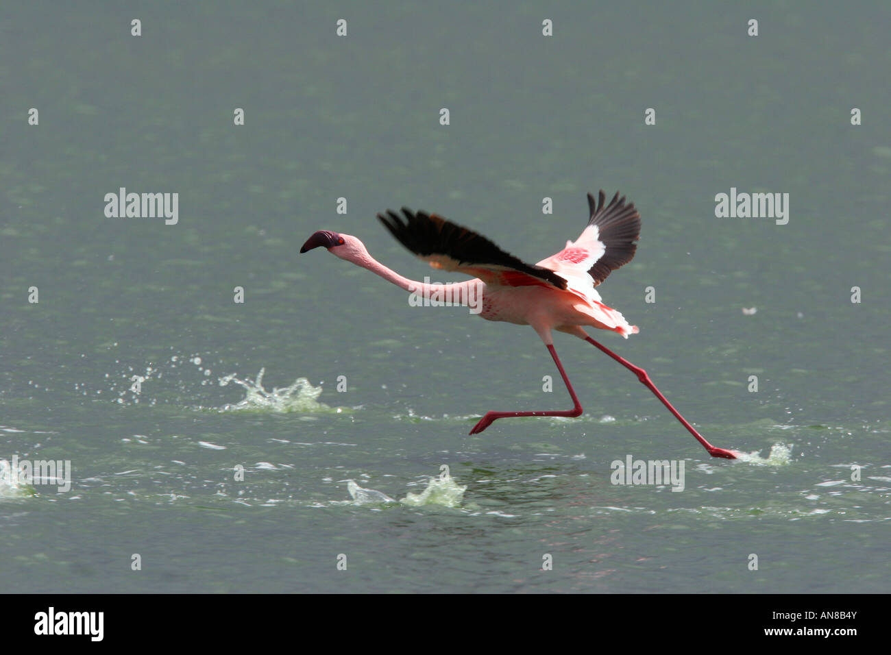 flamingo taking off Stock Photo - Alamy