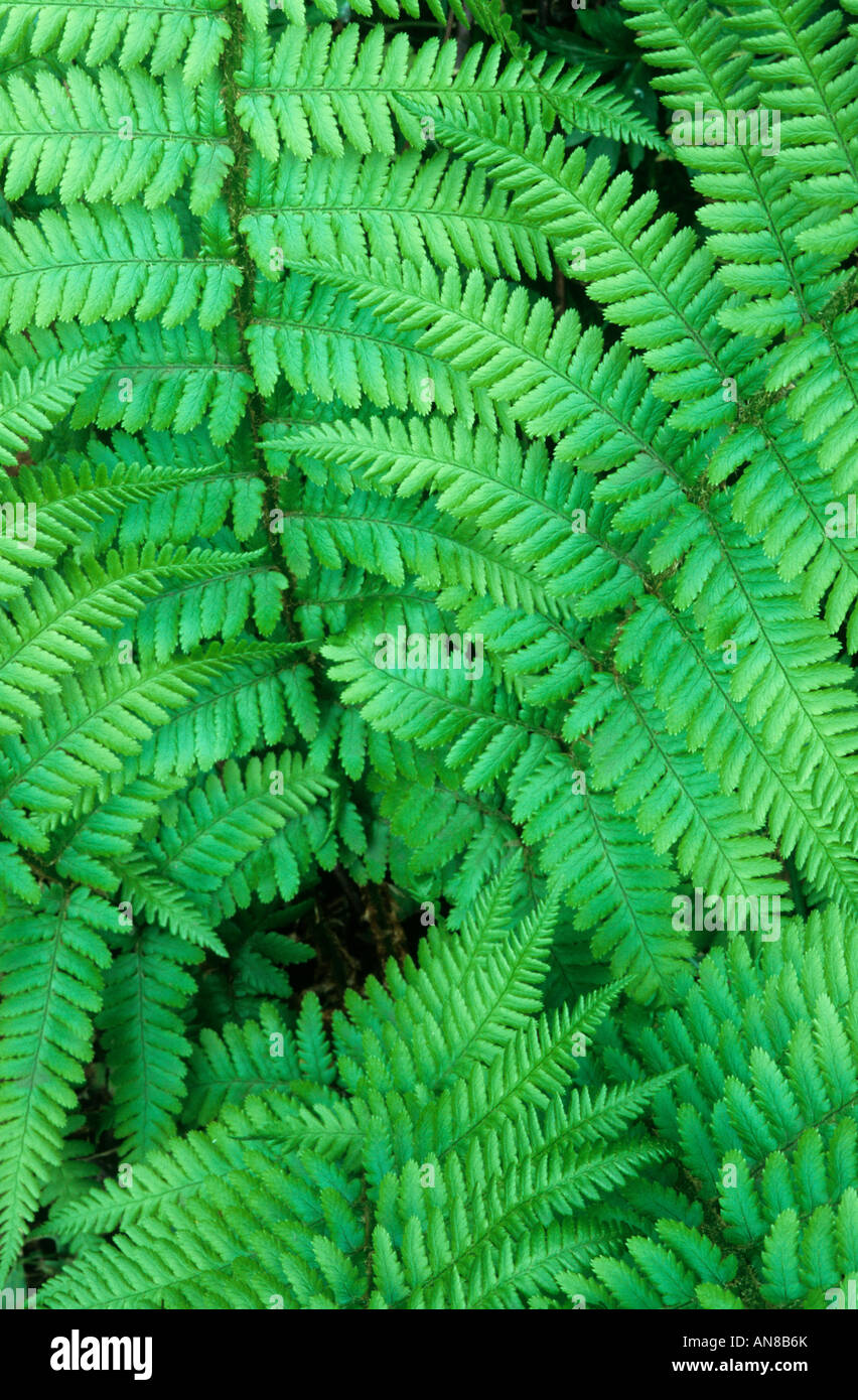 Bracken Kent England Stock Photo - Alamy