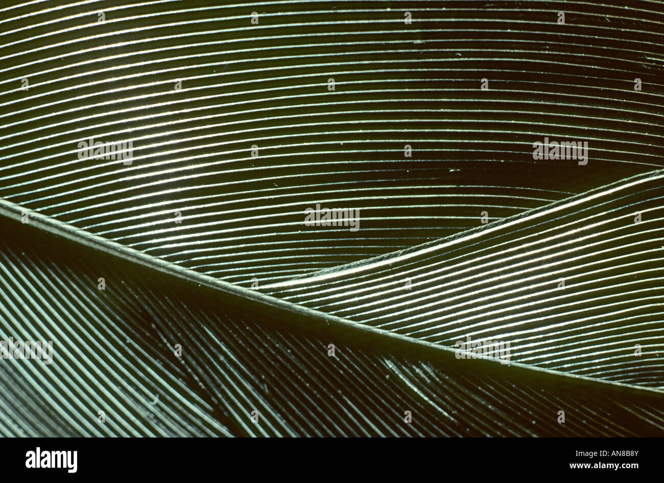 Pigeon feather detail Stock Photo - Alamy