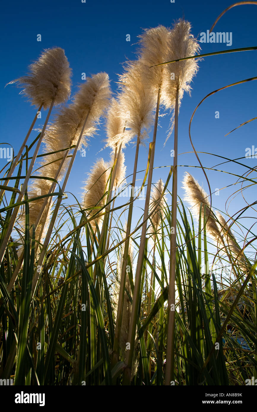 Pampas grass in silhouette Stock Photo - Alamy