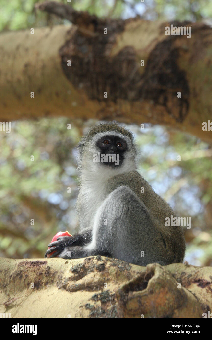 vervet monkey in tree Stock Photo - Alamy
