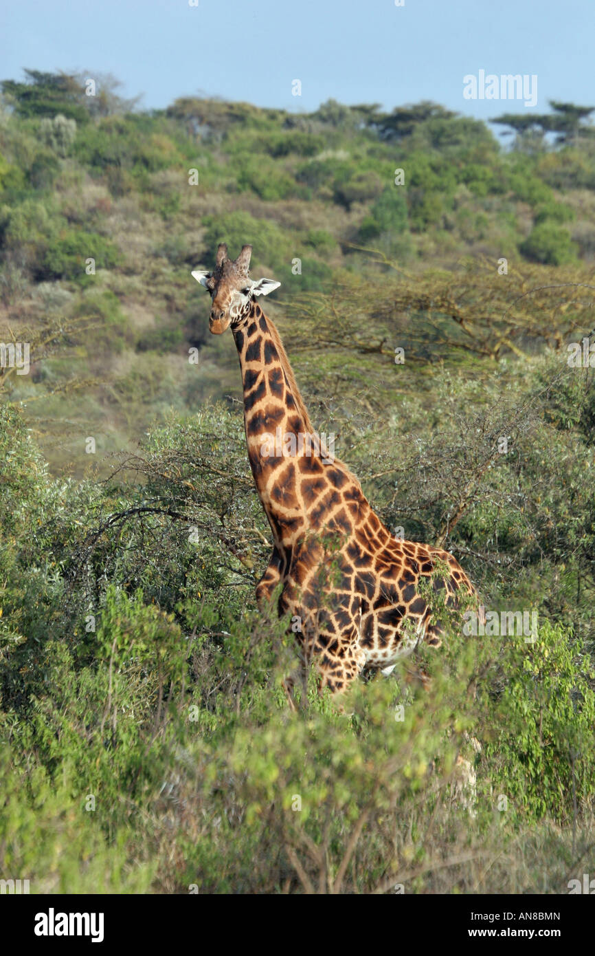 giraffe in bush Stock Photo - Alamy