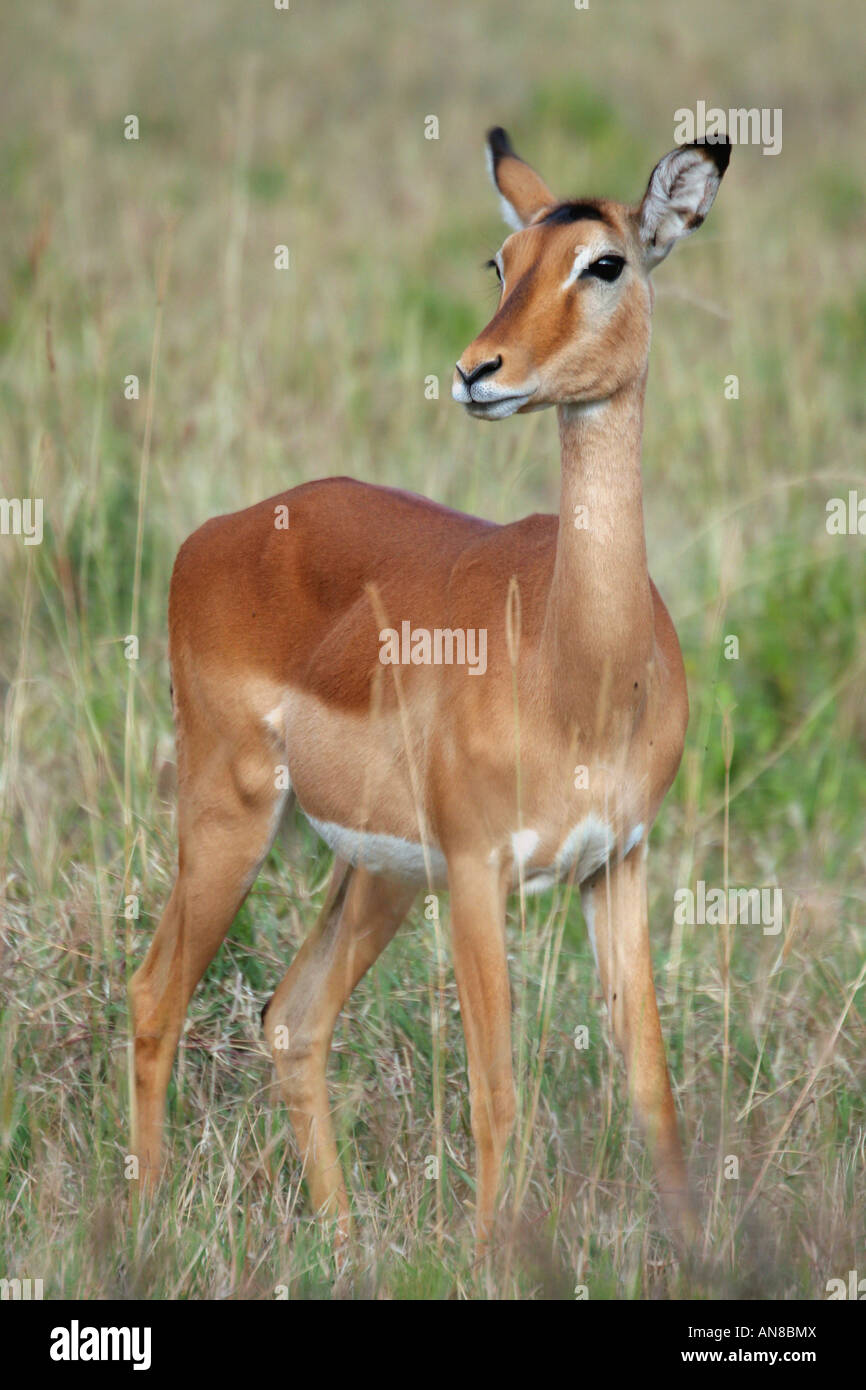 female impala antelope Stock Photo - Alamy