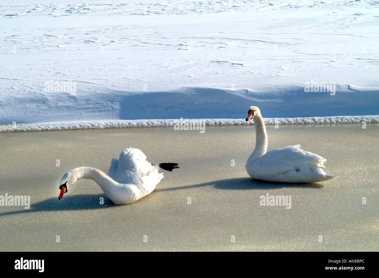 Birds netherlands hi-res stock photography and images - Alamy