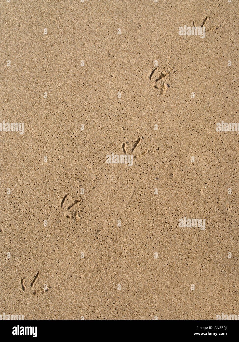 Seagull footprints on a golden beach sand Stock Photo - Alamy