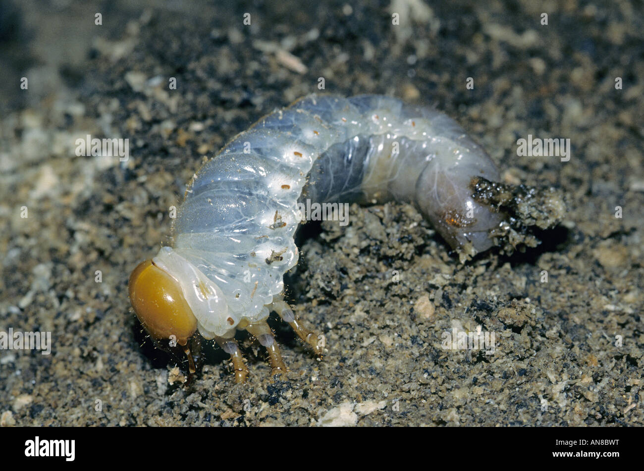 Stag beetle larvae Kent England Stock Photo - Alamy