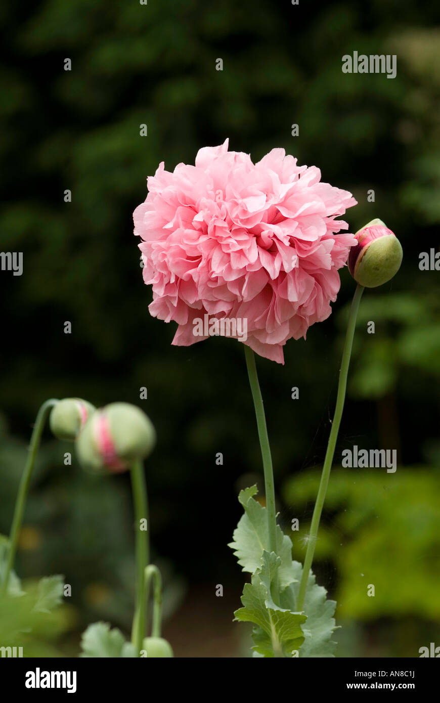 Double pink opium poppy papaver hi-res stock photography and images - Alamy