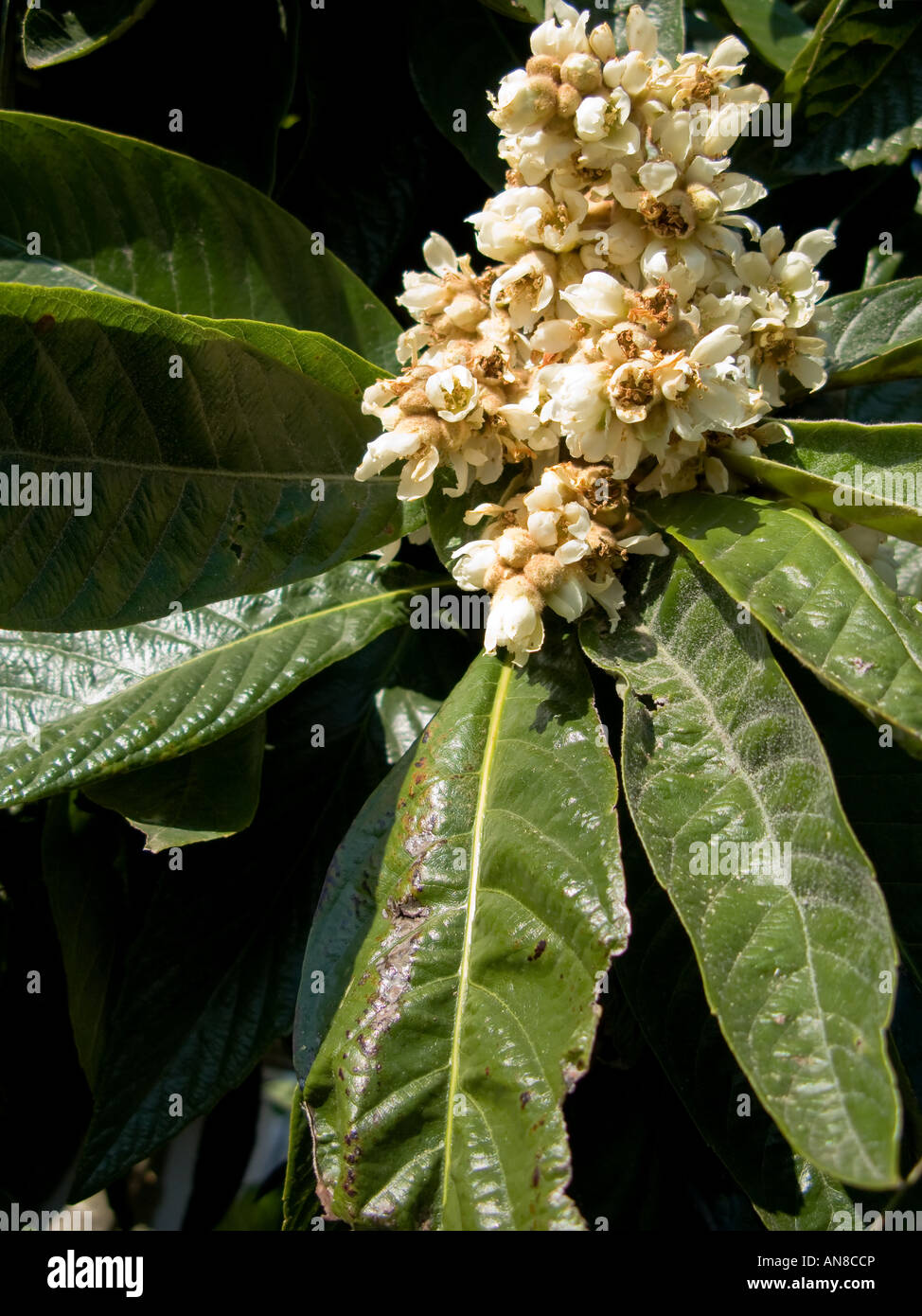 loquat tree in flower Stock Photo - Alamy