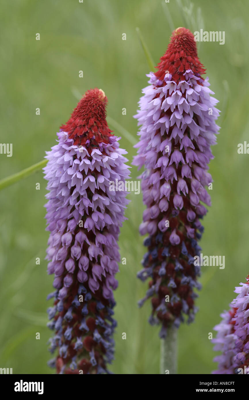 Primula vialii flower heads Stock Photo - Alamy
