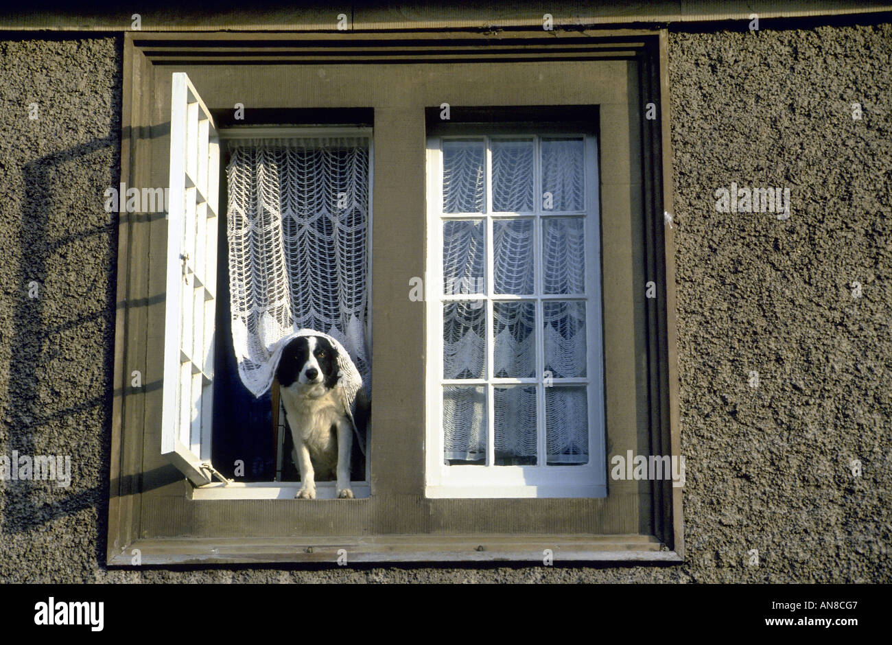 Dog peering in window hi-res stock photography and images - Alamy