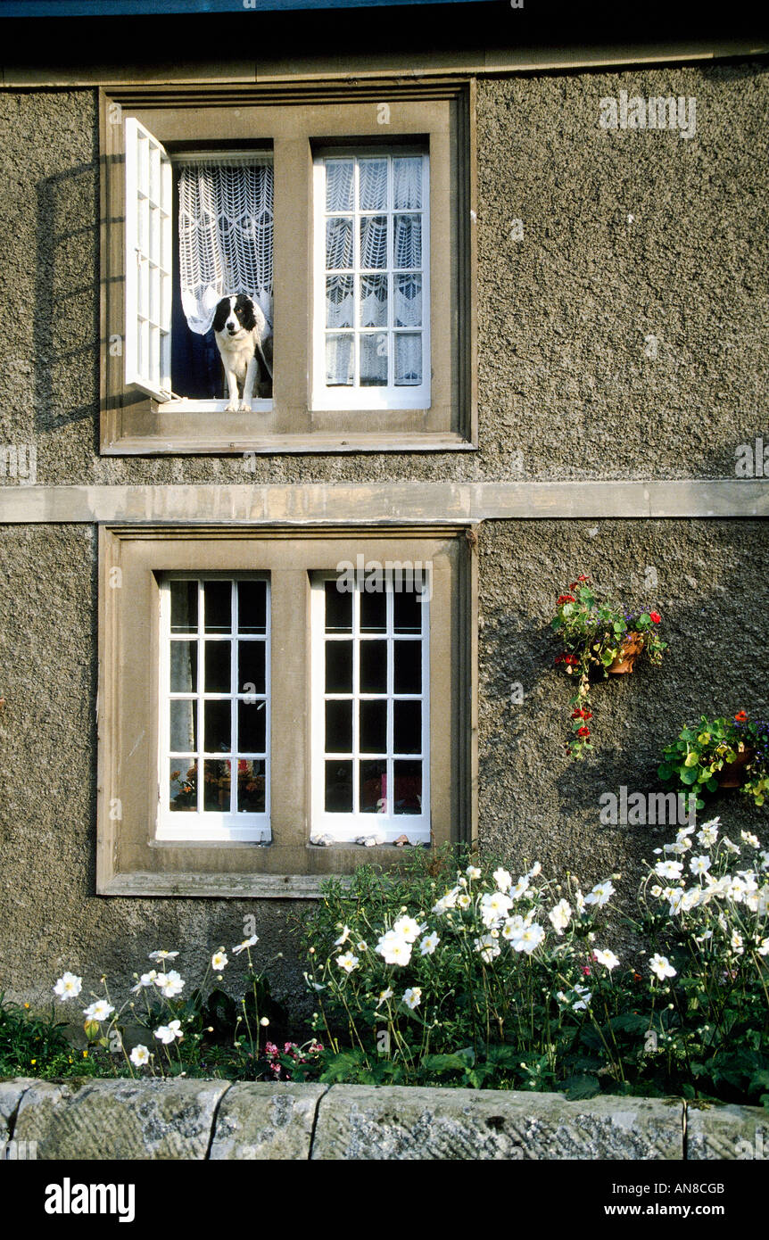 Dog peering in window hi-res stock photography and images - Alamy