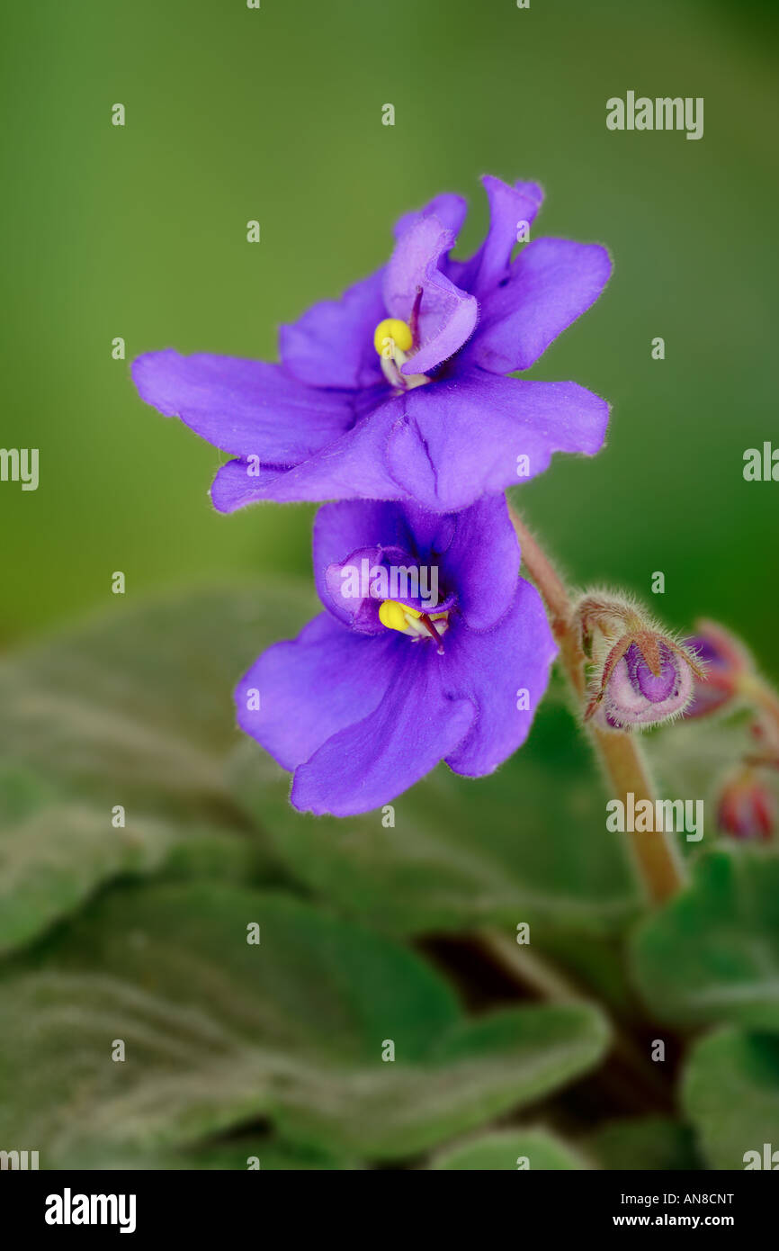 Violet flower, Viola odorata Stock Photo - Alamy
