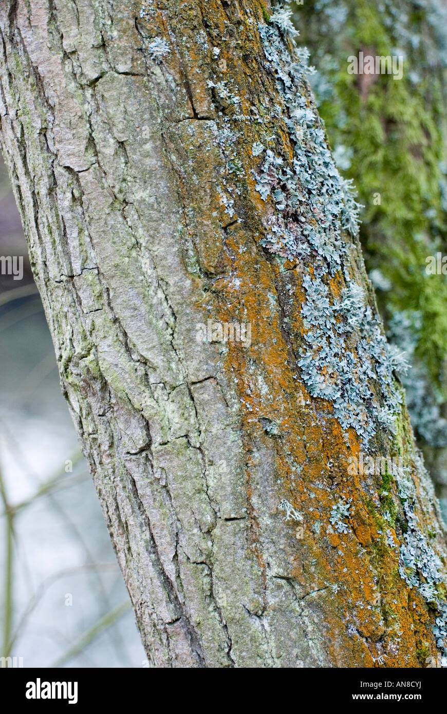 Moss growing on the north side of a tree trunk Stock Photo - Alamy