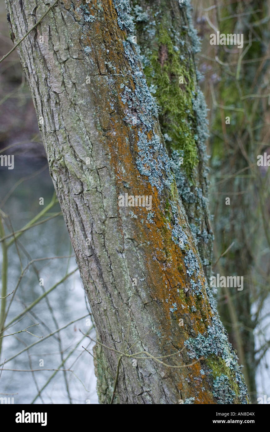 Moss growing on the north side of a tree trunk Stock Photo - Alamy