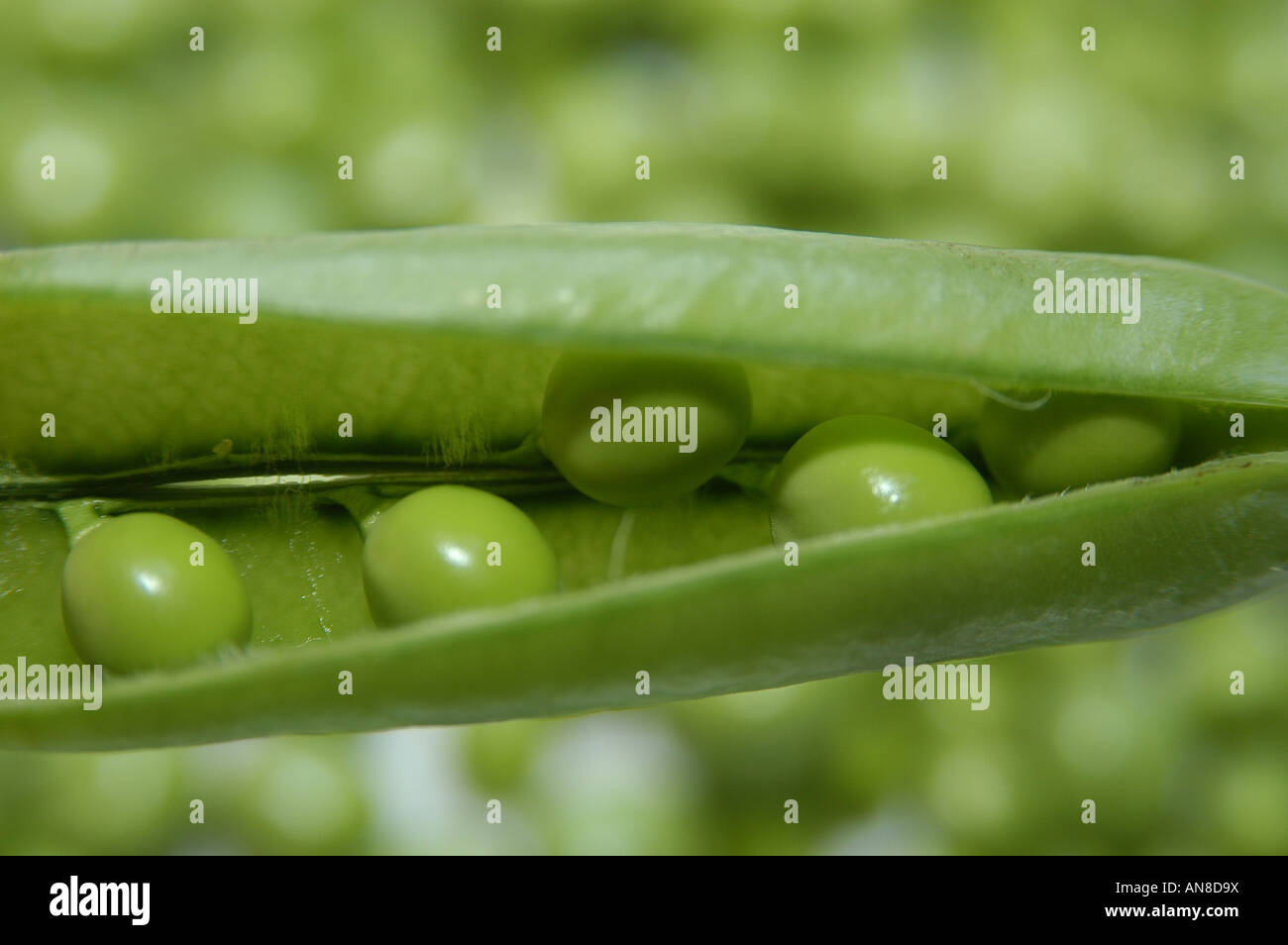 Open Pea Pod Stock Photo - Alamy