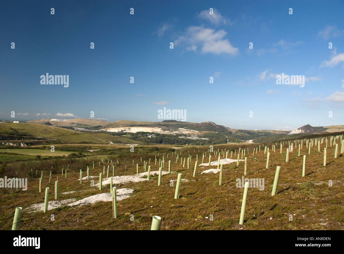 Tree planting on reclaimed china clay tip Stock Photo - Alamy