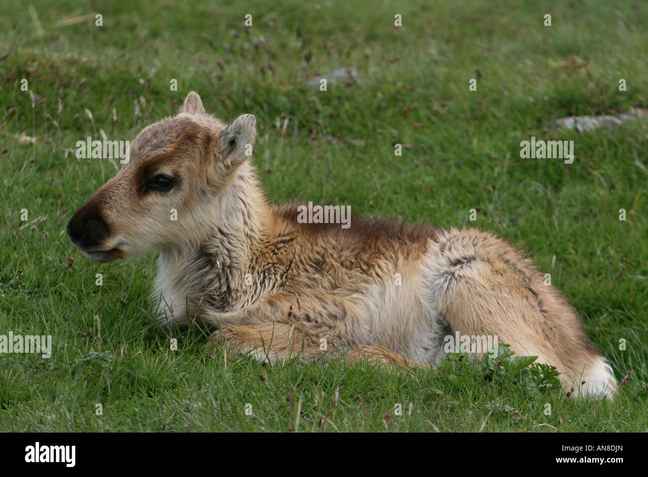 Rare European Forest Reindeer (Rangifer Tarandus Fennicus) calf at the ...