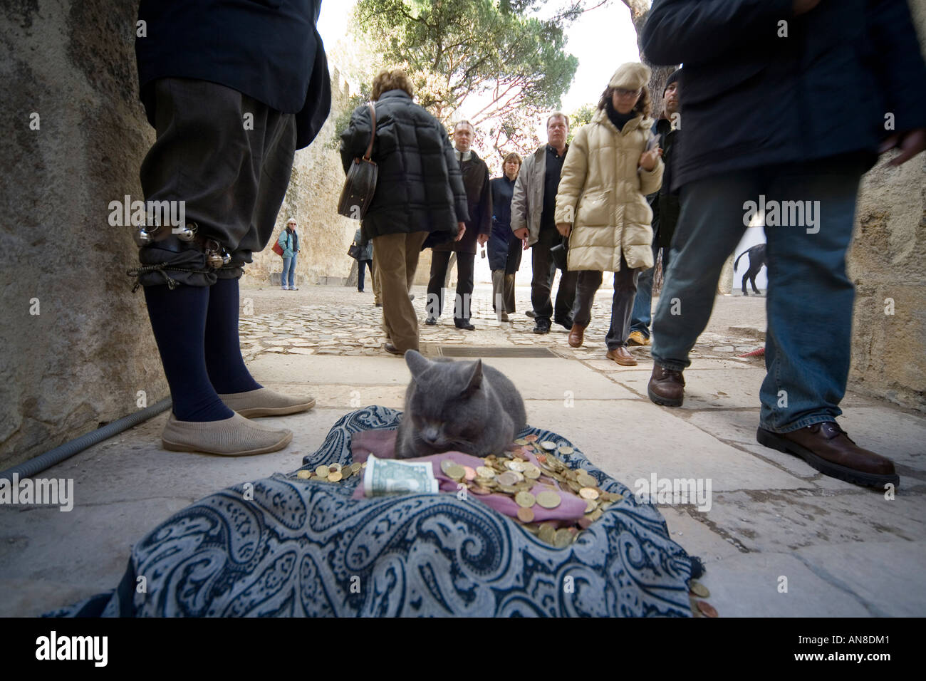 LISBON PORTUGAL Cat with sign in many languages thanking visitors to ...