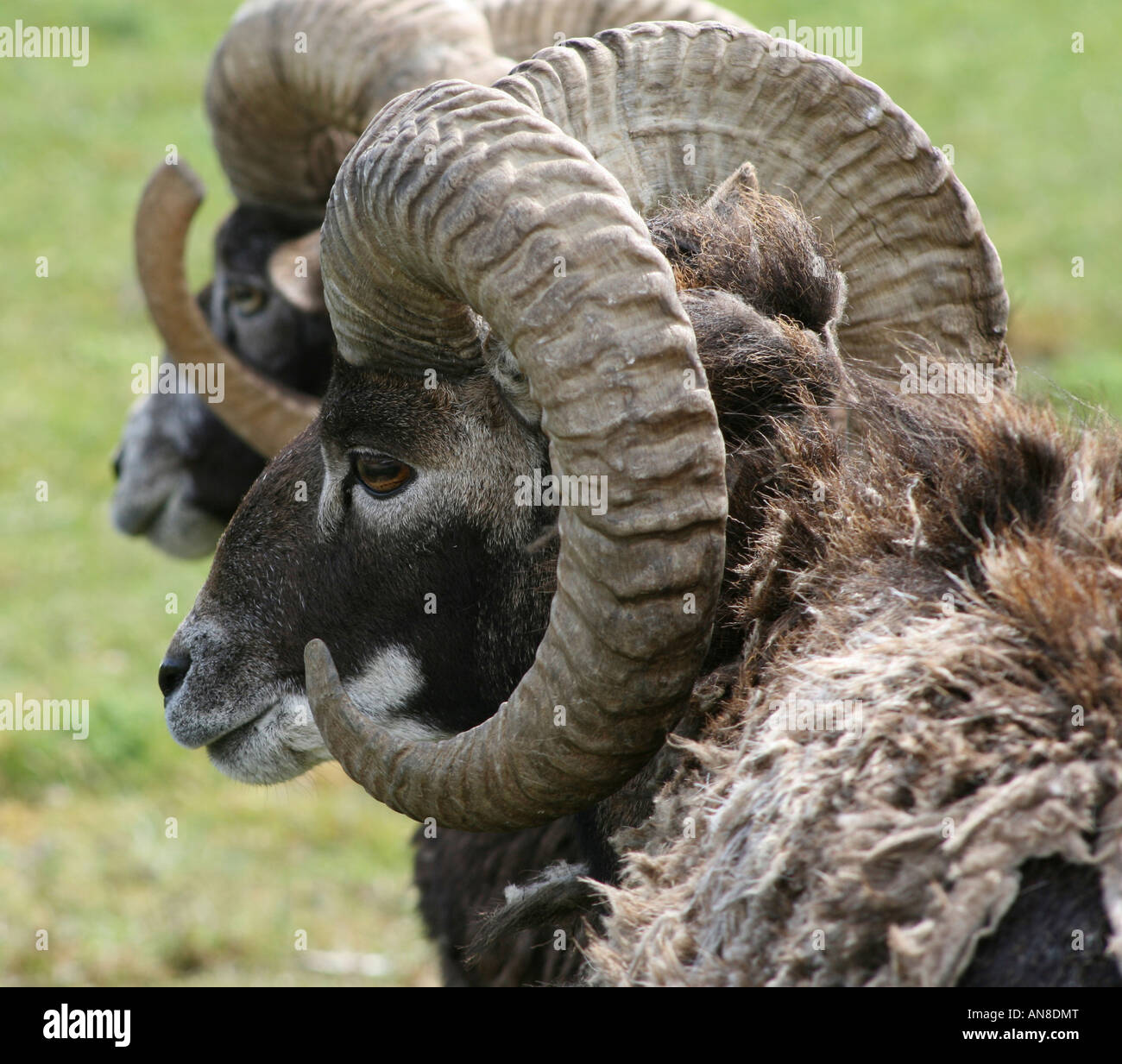 Male Mouflon (wild sheep) - Ovis Aires Musimon Stock Photo - Alamy