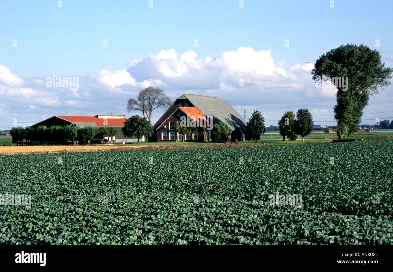 Sealand Zeeland Netherlands holland farm farmer Stock Photo - Alamy