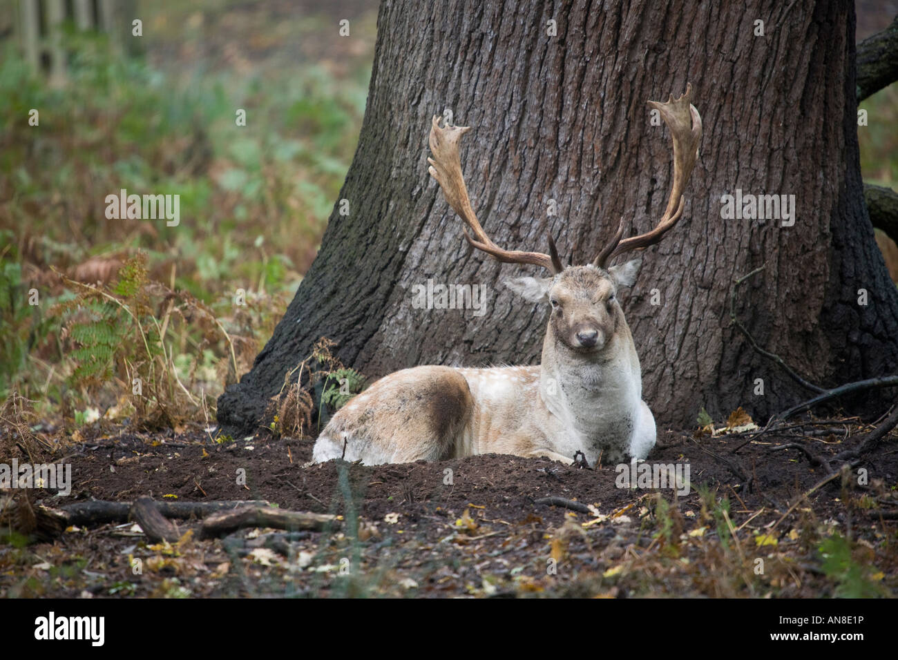 Fallow Deer Stag Stock Photo - Alamy