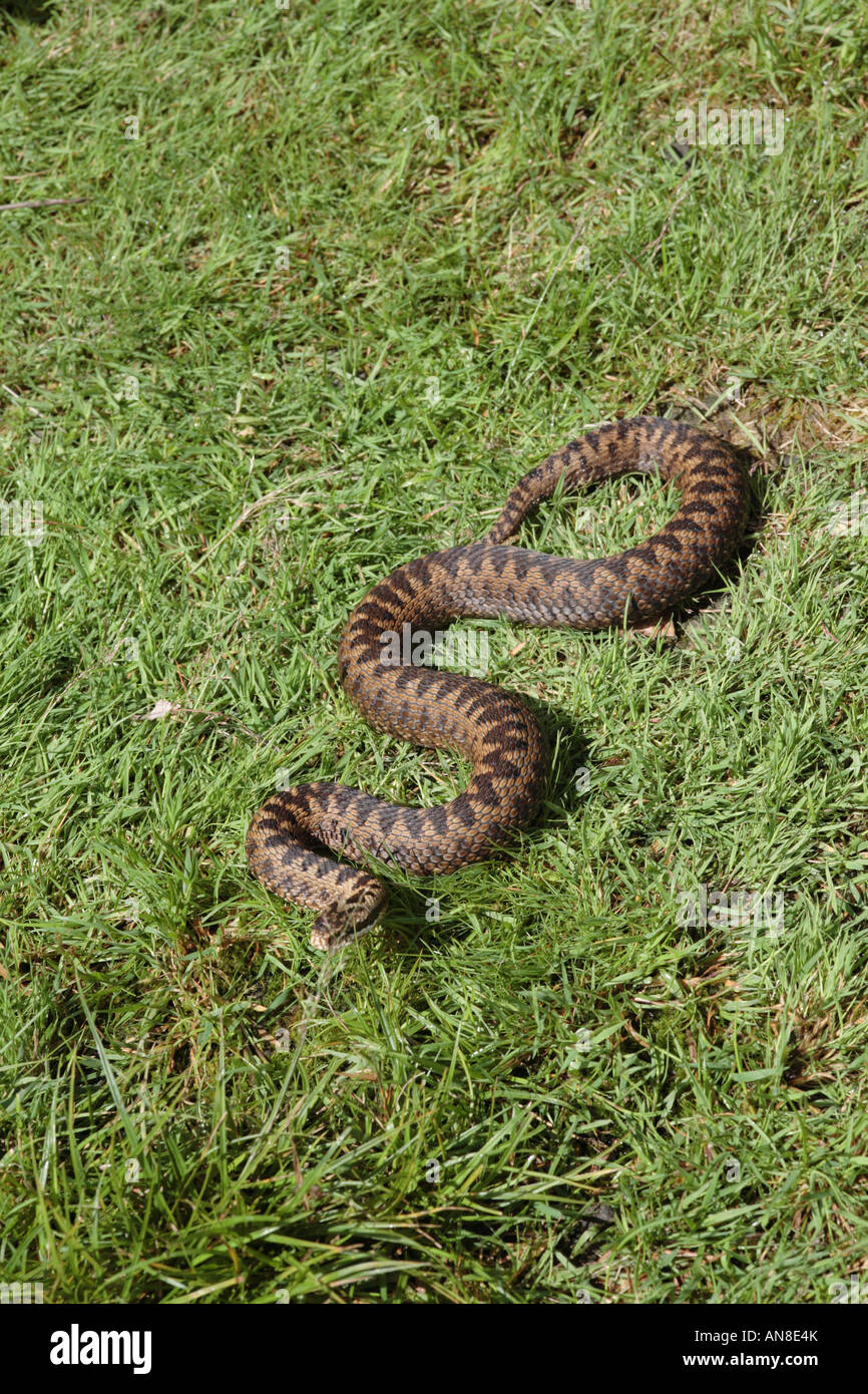 Female Adder basking in the sun Stock Photo - Alamy