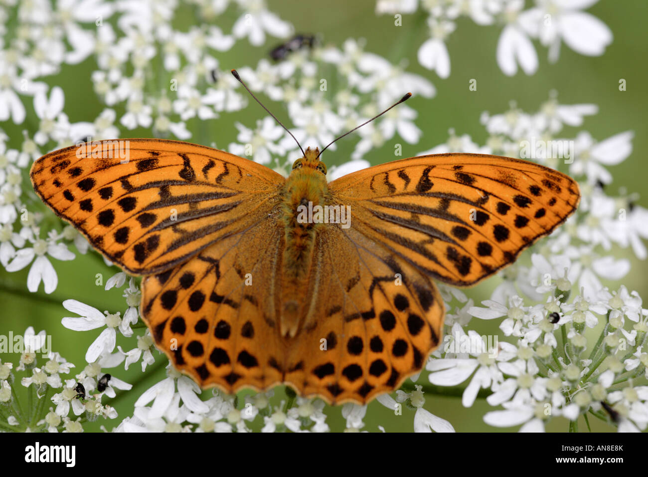 Silver-washed Fritillary feeding Stock Photo - Alamy
