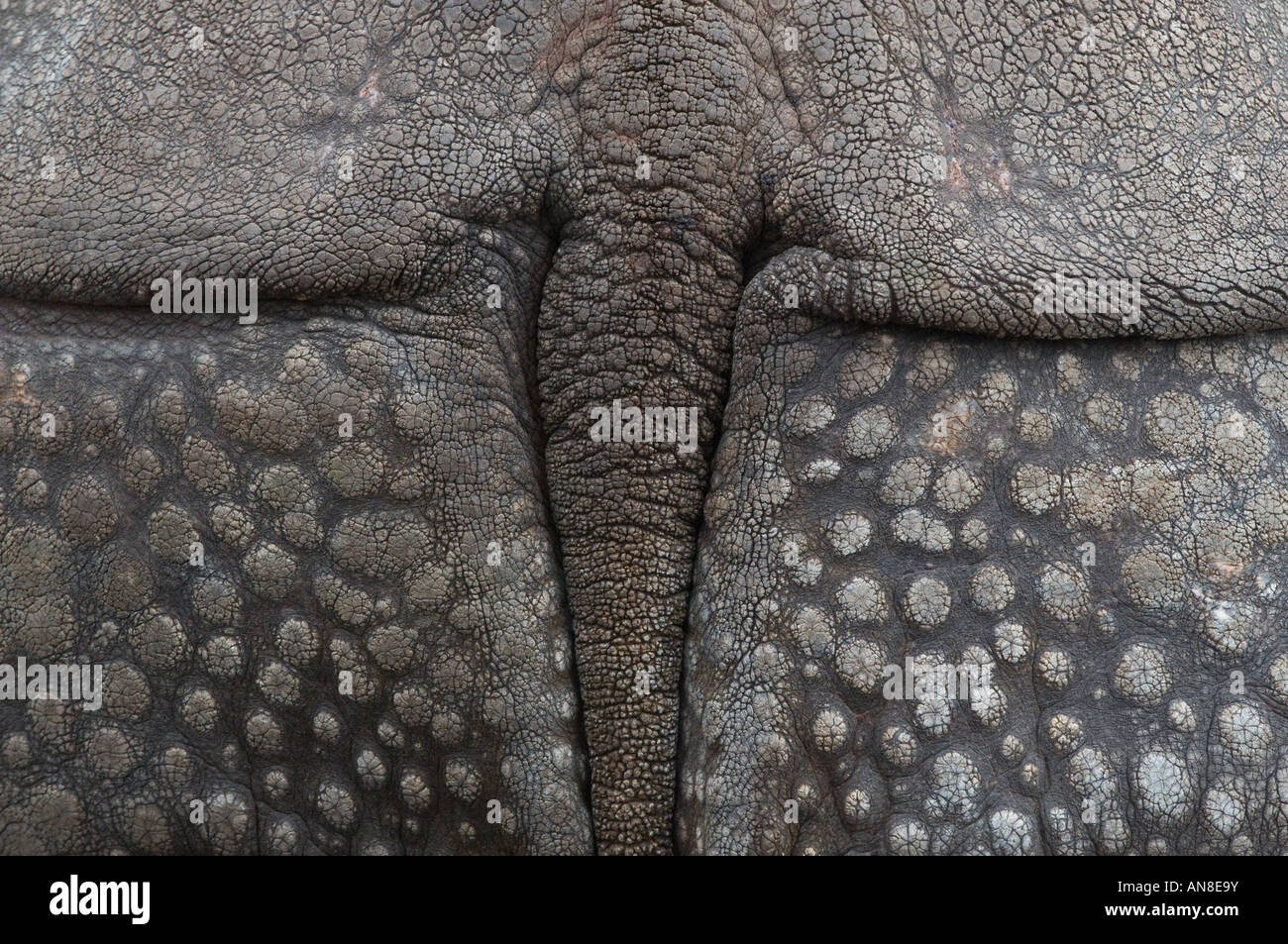 Rear end of greater one horned Asiatic Rhino Stock Photo - Alamy