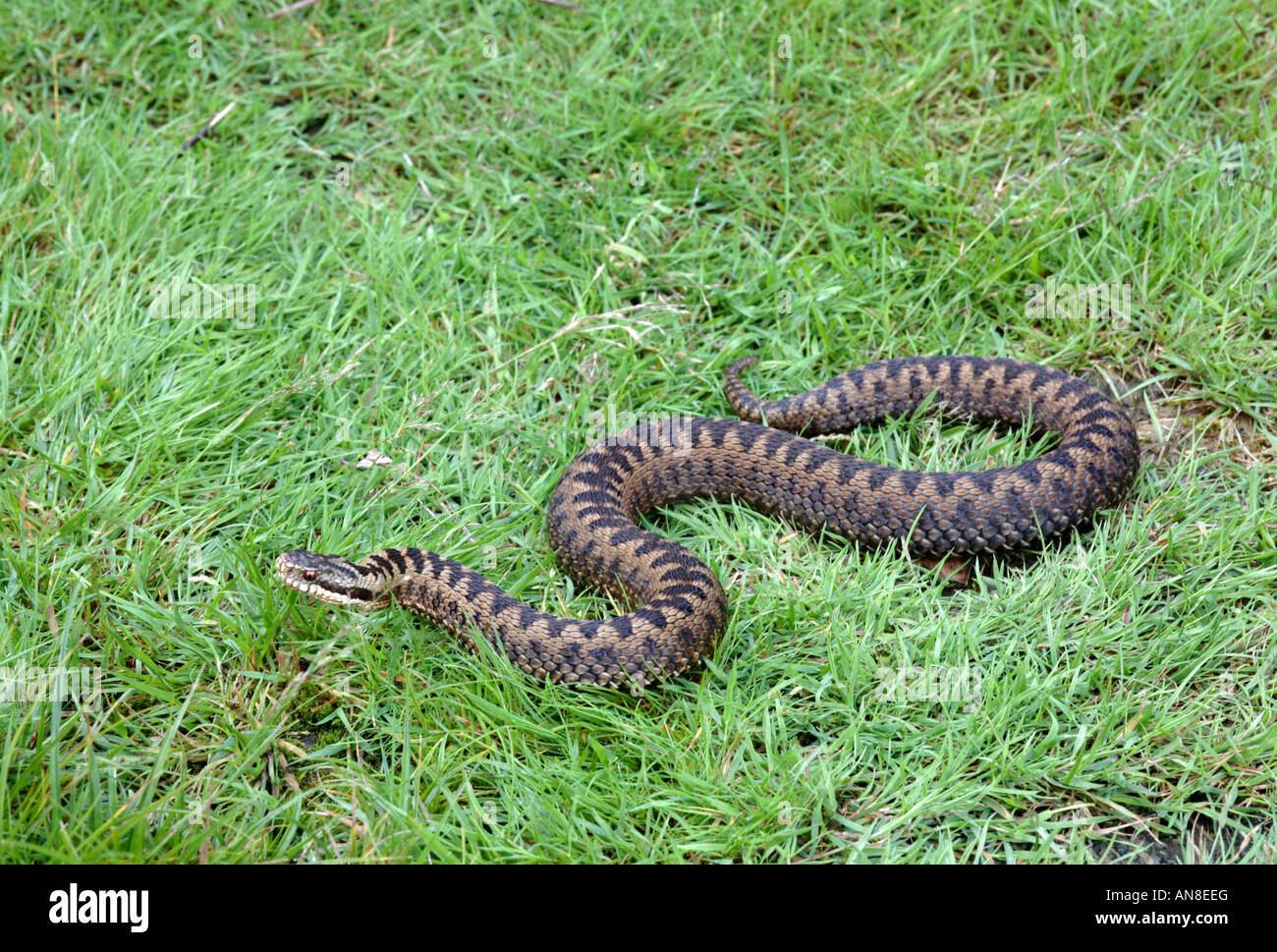 Female Adder basking in the sun Stock Photo - Alamy