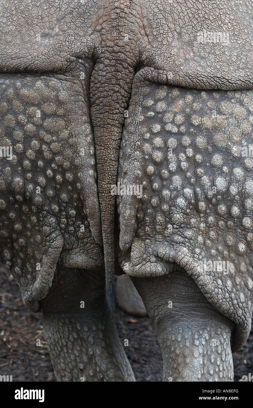 Rear end of greater one horned Asiatic Rhino Stock Photo - Alamy
