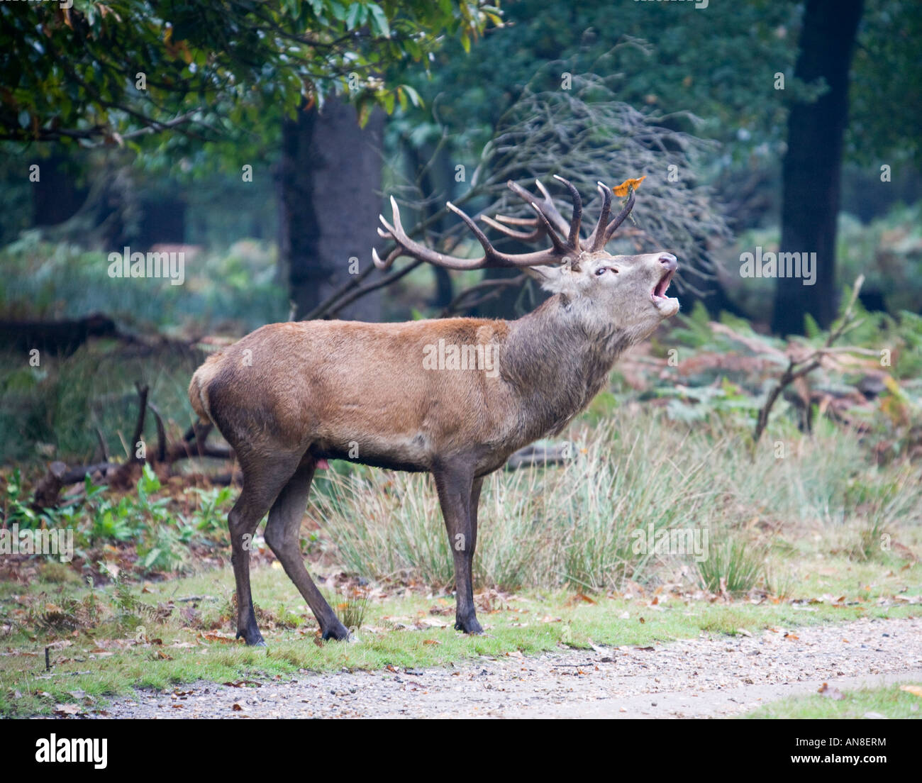 Beautiful red deer during hi-res stock photography and images - Alamy