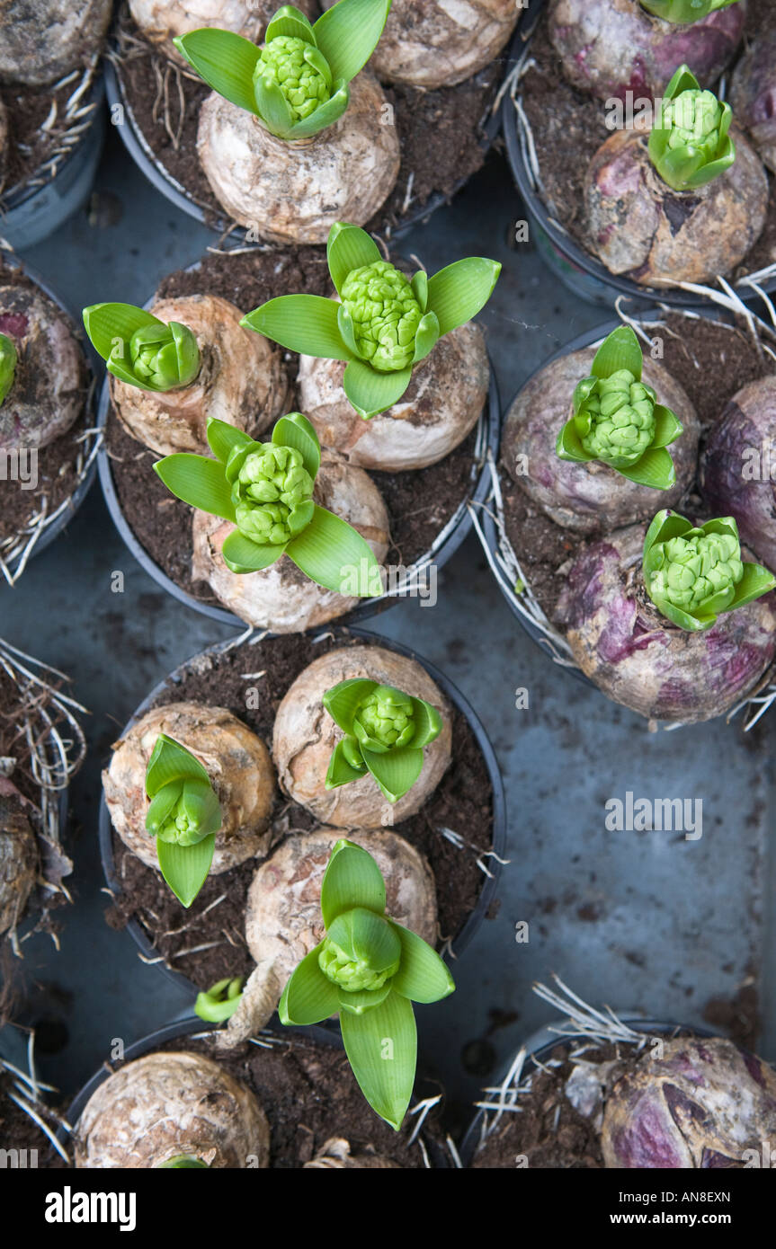 Hyacynth High Resolution Stock Photography and Images - Alamy